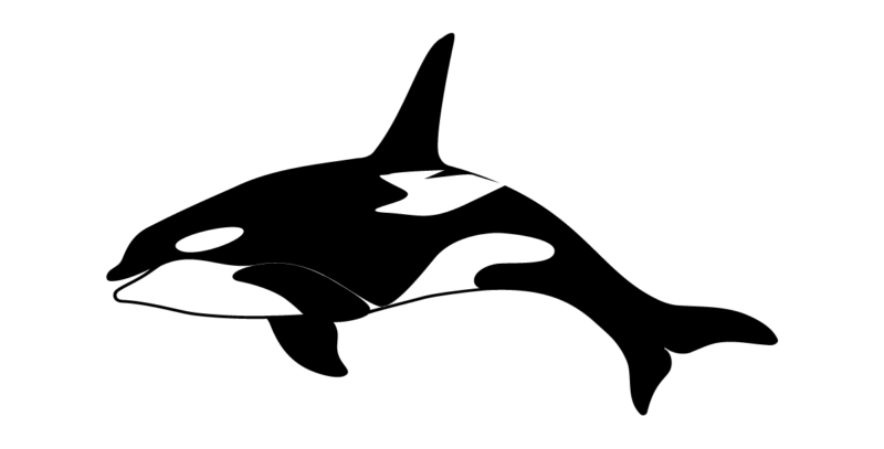 Salish Sea Orca Squad Protection Society - Raising awareness for the ...